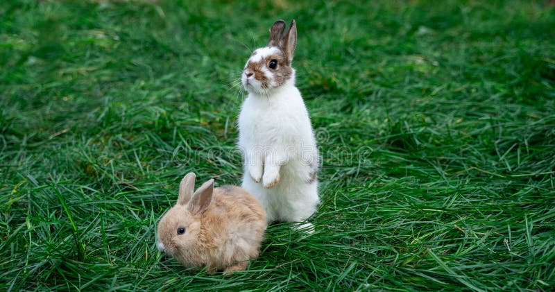 Two Dwarf Fox and White with Brown Spots Colored Rabbits Sit on a Green ...