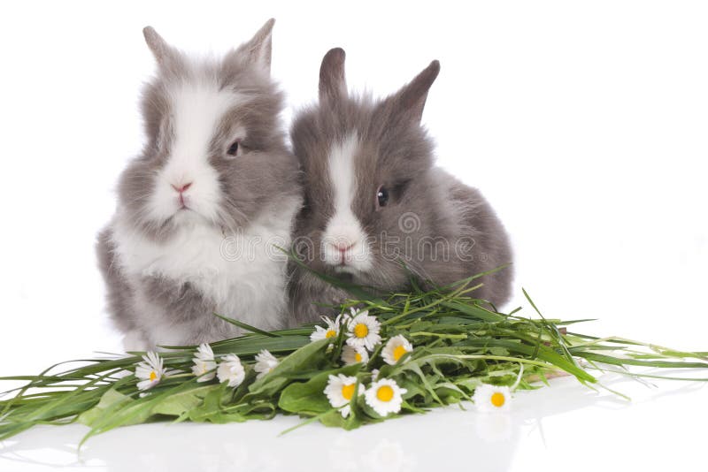 Rabbit with spring flowers stock image. Image of adorable - 62529539