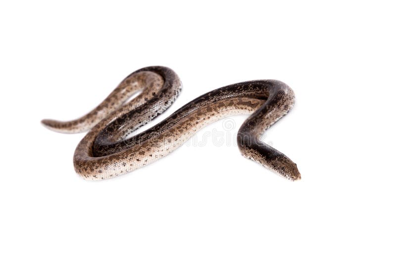 The Nogai Dwarf Sand Boa on White Stock Image - Image of constrictor ...
