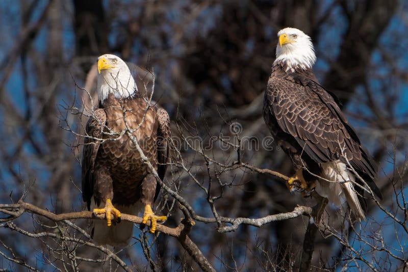 American Bald Eagle stock image. Image of america, posing - 267455843