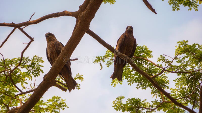 Two Eagles are Perched on a High Branch of a Tree. Two Eagles Looking ...