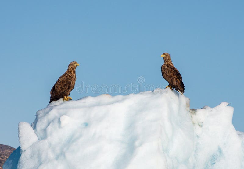 Two Eagles Standing on a Iceberg (South Greenland) Stock Photo - Image ...