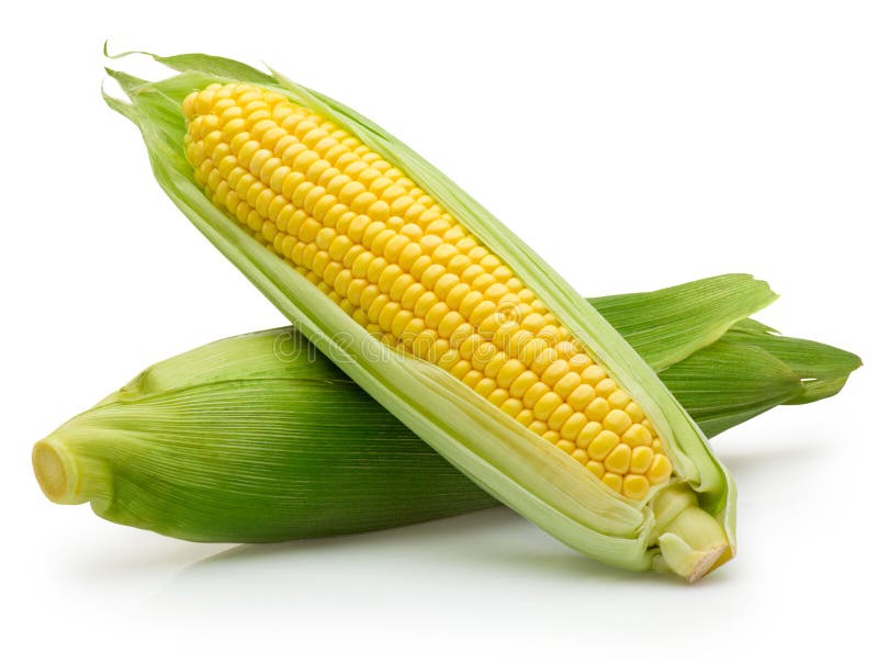 Ear of Corn isolated stock image. Image of grain, kernels - 28100353