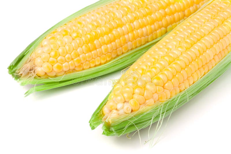 Two Ear of Corn with Leaves Isolated on White Background Stock Photo ...