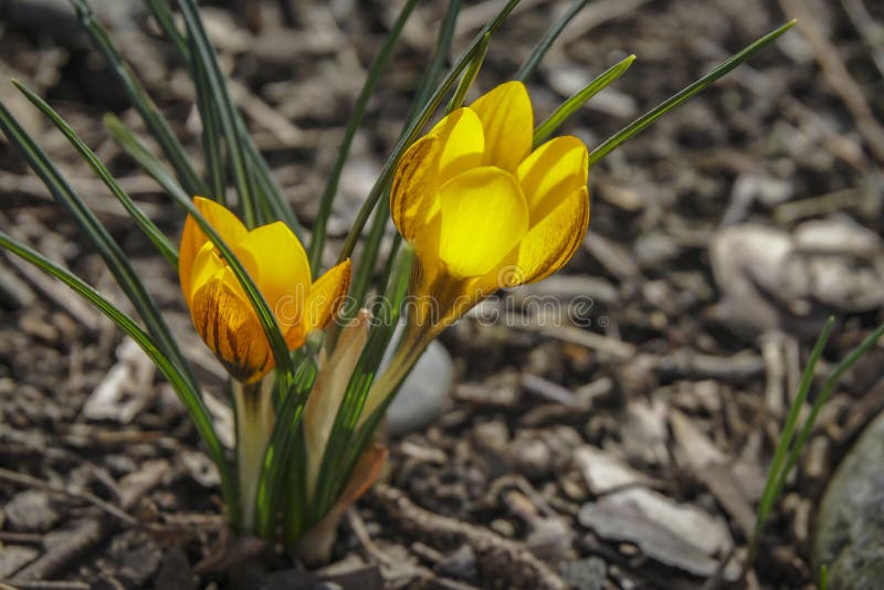 Early Crocuses are Blooming in March 2019 Stock Photo - Image of early ...