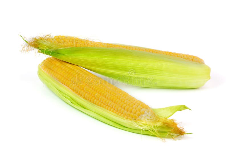 A Ear Of Corn Isolated On White Stock Image - Image of maize, kernel ...