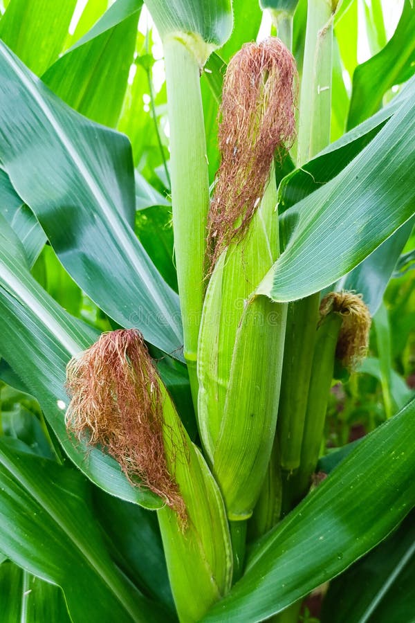Two Ears of Corn Sprouting on a Green Stalk Stock Photo - Image of ...