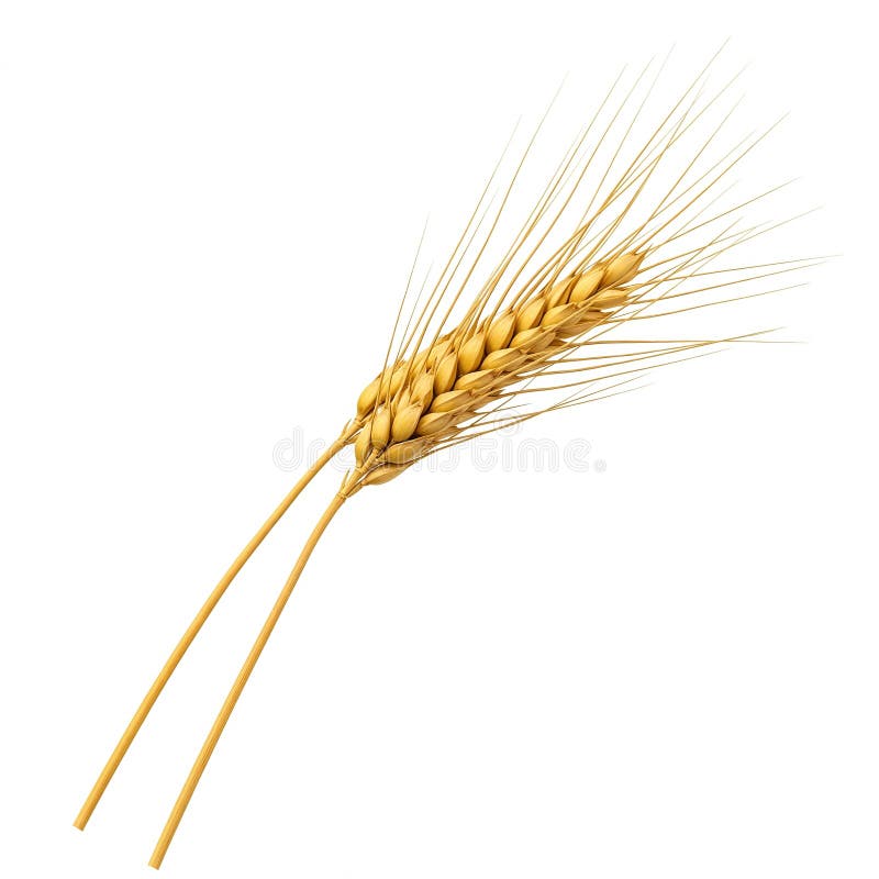 Two Ears of Wheat, Isolated on a White Background Stock Illustration ...