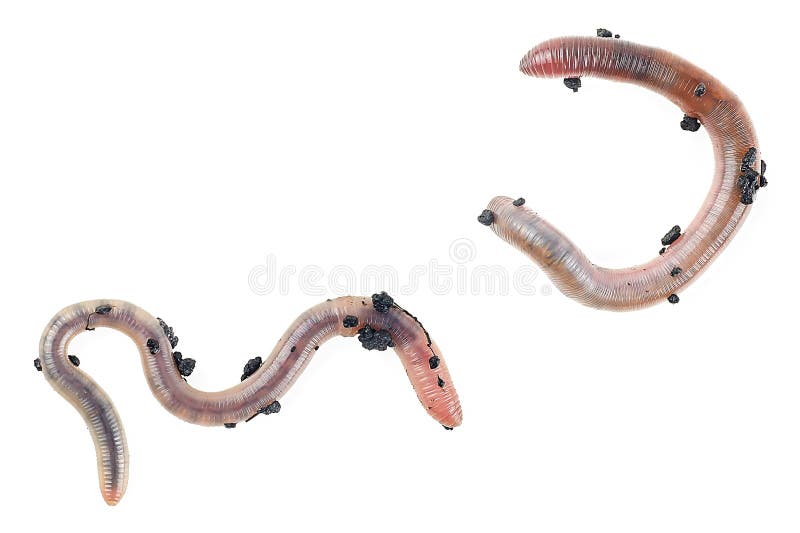 Two Earthworms on White Background. Terrestrial Invertebrates Stock ...