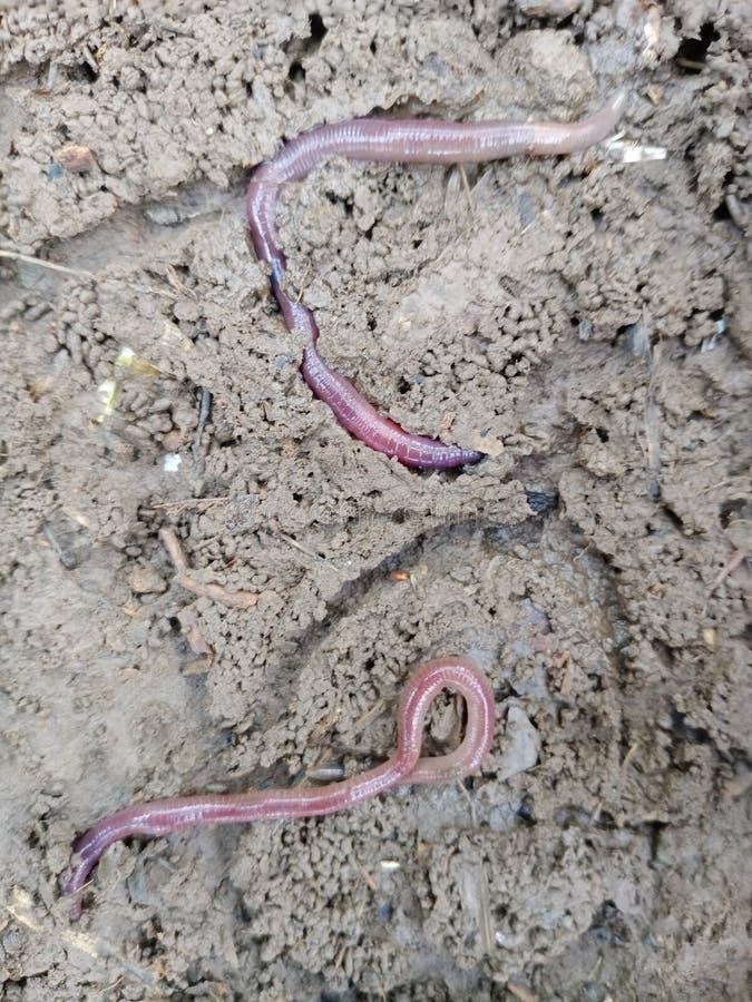 Two Earthworms are Seen in the Mud Stock Photo - Image of insects ...