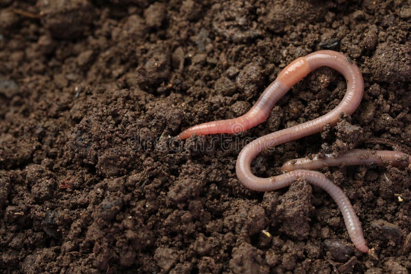 Two Earthworms on Wet Soil. Space for Text Stock Photo - Image of rain ...