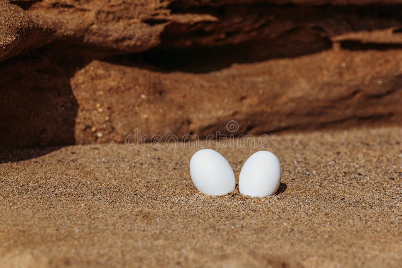Two Easter Eggs are Hidden in the Sand Near the Rock. Stock Photo ...