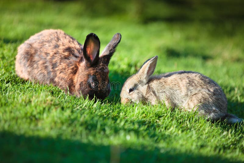 Wild European rabbits stock photo. Image of details, close - 32839642