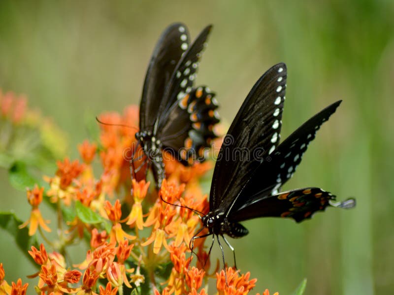 Two Eastern Black Swallowtails Sharing a Meal Stock Photo - Image of ...