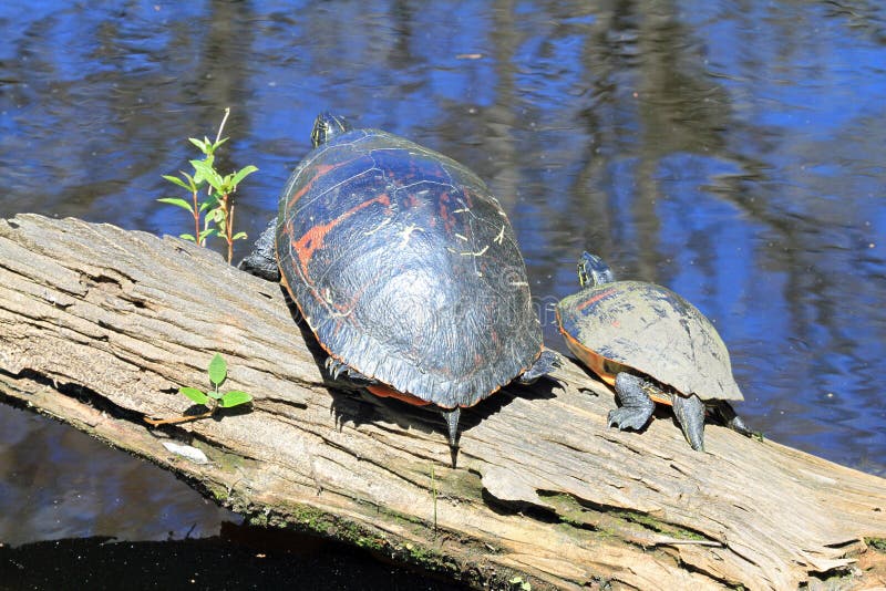 Eastern Painted Turtle (Chryse Stock Photo - Image of painted, reptile ...