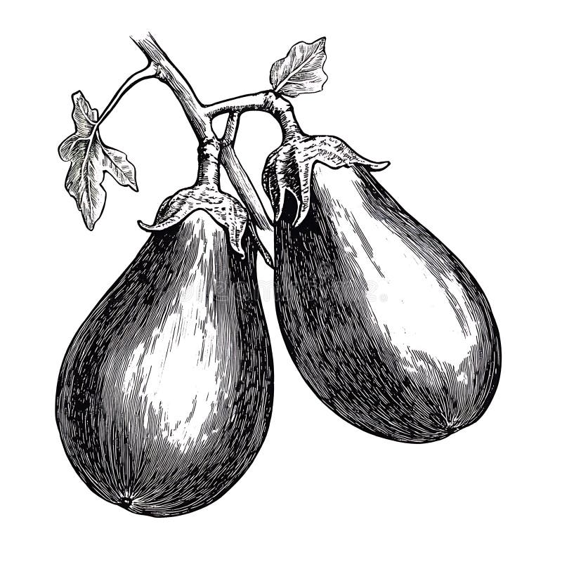 Two Eggplants on Vine, Detailed Ink Drawing Ink Sketch Stock ...