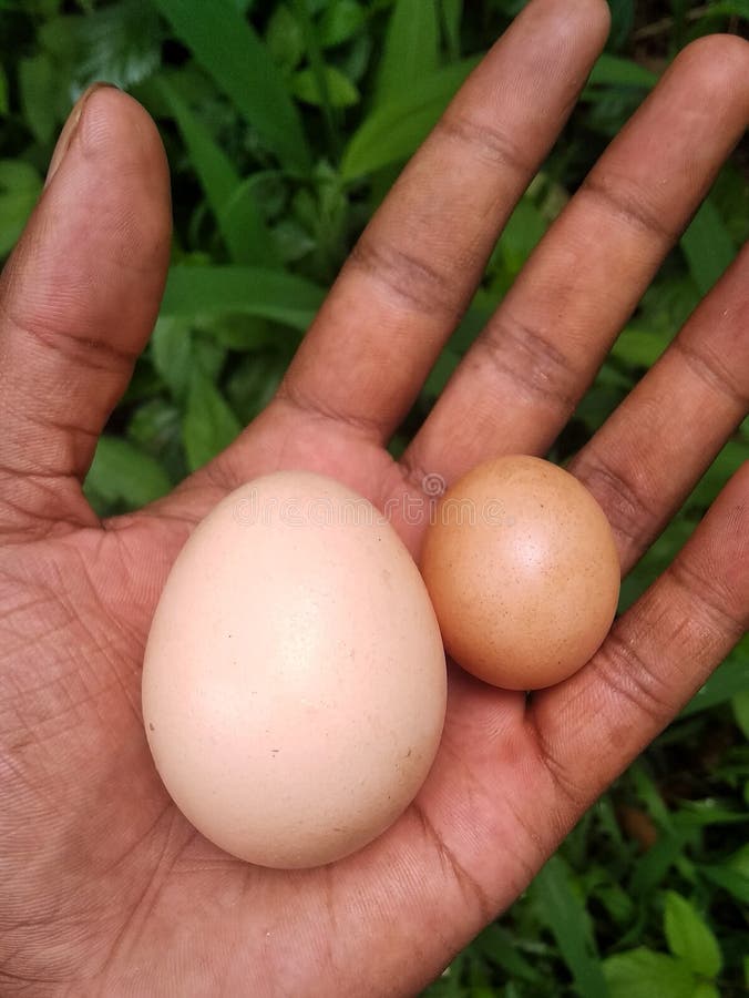 Two eggs in hand stock image. Image of taste, dish, protein - 200521507