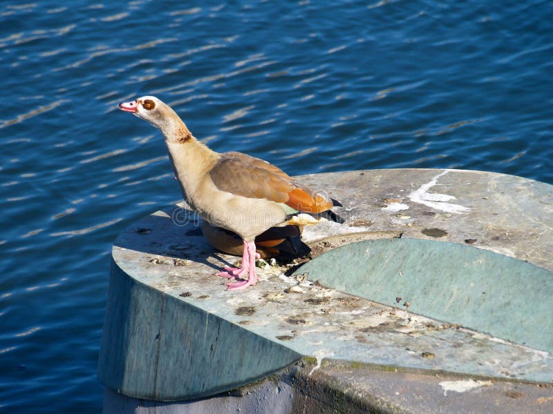 Two Egyptian Geese Mating at the River Ruhr Stock Photo - Image of ...