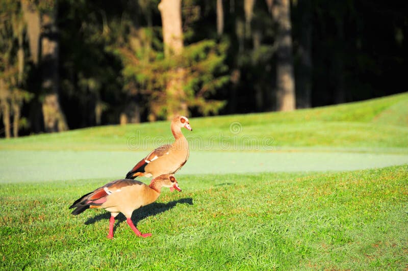 Two Egyptian geese walking stock photo. Image of green - 34188124