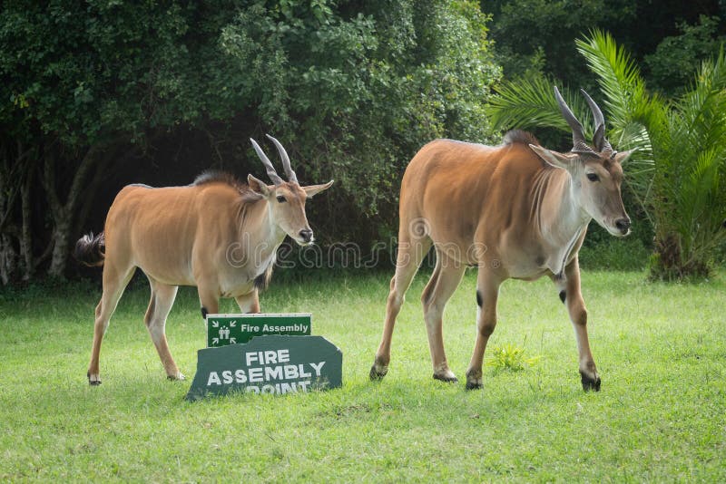 Two Eland Walk Past Sign on Grass Stock Photo - Image of sign, drive ...