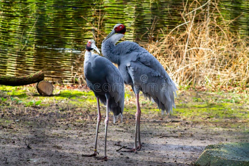 Two Cranes in Natural Habitat Stock Photo - Image of avian, everglades ...