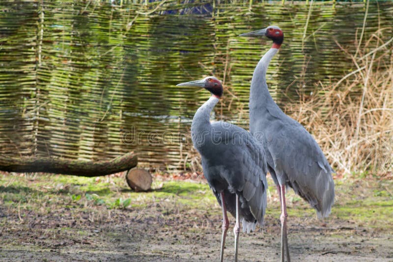 Two Cranes in Natural Habitat Stock Photo - Image of bird, crane: 372566528