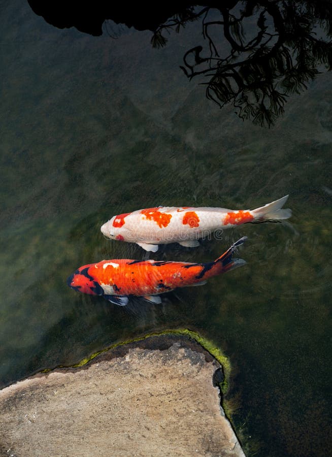 Two Elegant Koi Fish Glide Effortlessly through the Water. Stock Photo ...