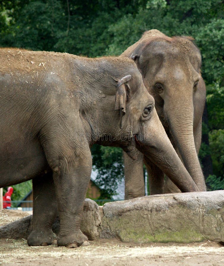 Elephants Are Large Mammals Of The Family Elephantidae Stock Image ...