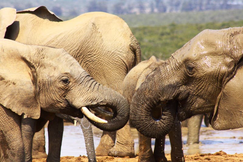 Two Elephant Trunks Picture. Image: 7048677