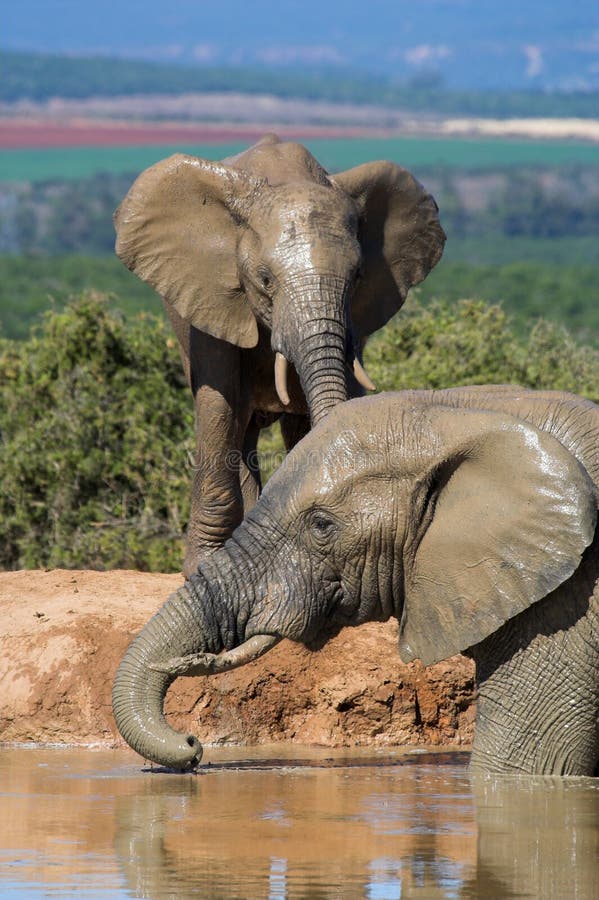 Elephant Twins stock image. Image of cape, pachyderm, african - 7384533