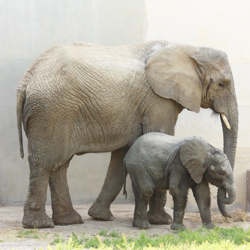 Two elephants stock image. Image of cute, baby, creature - 19518613