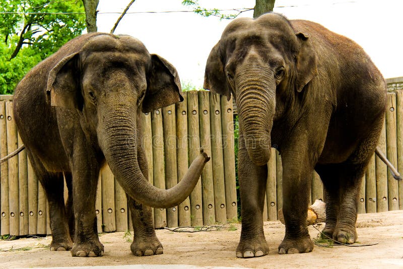 Two elephants stock photo. Image of symmetric, wildlife - 7170144