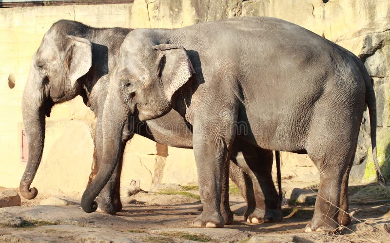 Two elephants stock photo. Image of animals, elephant - 22415676