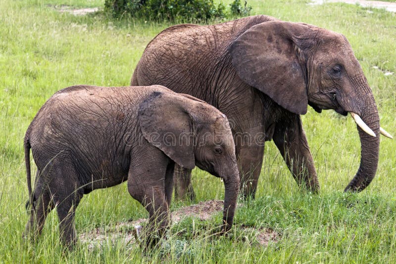 Two Elephants stock photo. Image of mara, mammal, savannah - 22695592