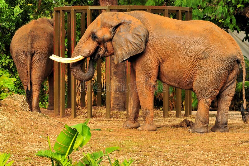 Two Elephants stock photo. Image of grassland, natural - 23842288