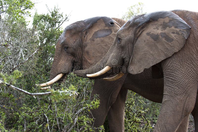 Two Elephants stock photo. Image of preserve, green, elephants - 26241506