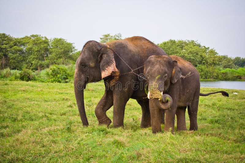 Two elephants stock image. Image of endangered, ivory - 38298111