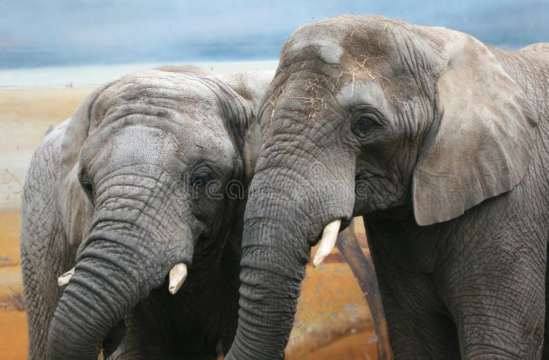 Two elephants stock image. Image of giant, proboscidian - 4629811
