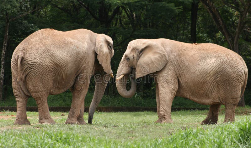 Two Elephants stock image. Image of grey, trunk, africa - 7566349