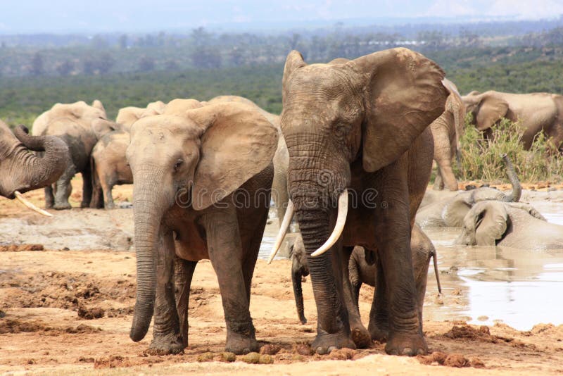 Two elephants stock image. Image of loxodonta, africana - 7906045