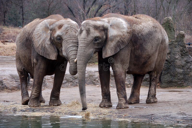 Two Elephants stock photo. Image of family, wrinkles, elephants - 8470168