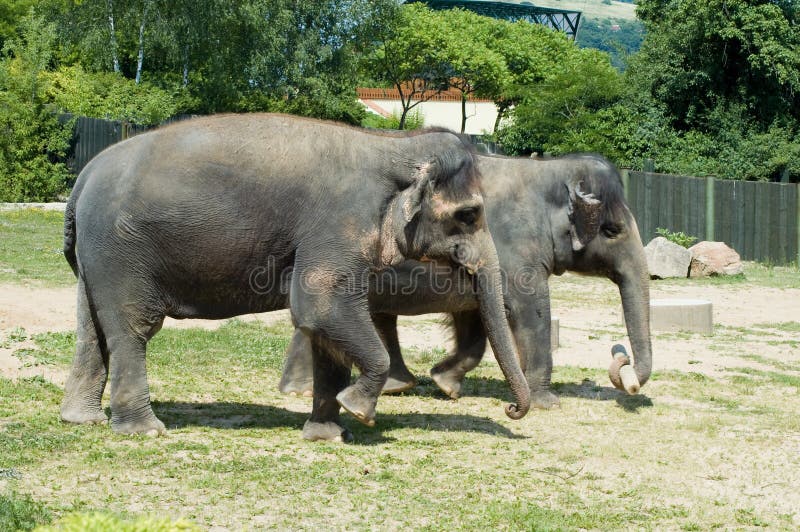 Two elephants stock image. Image of animal, elephant, bush - 9189499