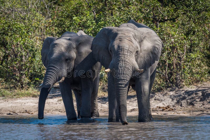 Two Elephants Drinking Side-by-side at Water Hole Stock Image - Image ...