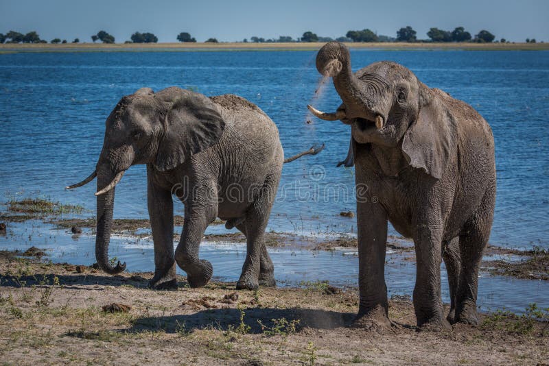 Two Elephants Enjoying Mud Bath beside River Stock Image - Image of ...