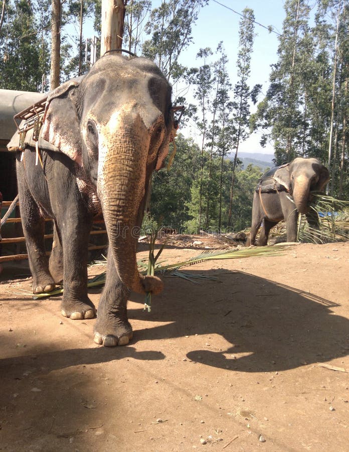 Two Elephants on a Farm for Riding Tourists Stock Image - Image of asia ...