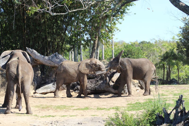 Elephants Playing in a Zoo Setting Editorial Stock Image - Image of ...