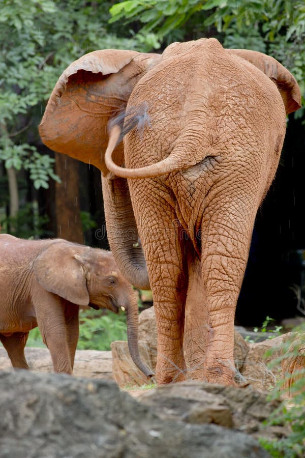 Baby African Elephant Side Profile Stock Image - Image of park, mammal ...