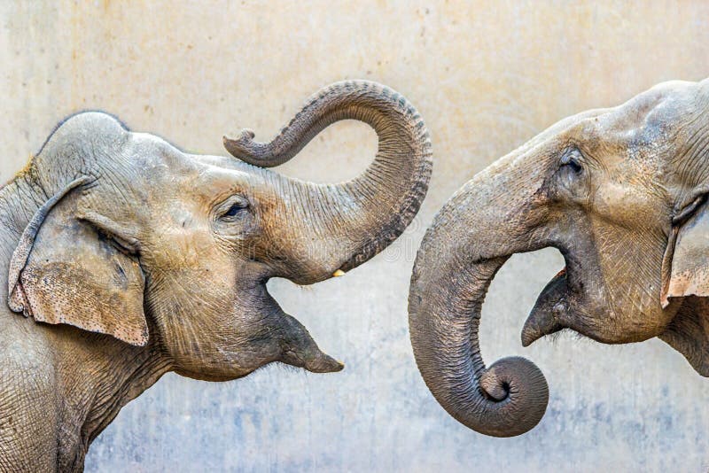Two elephants stock photo. Image of symmetric, wildlife - 7170144