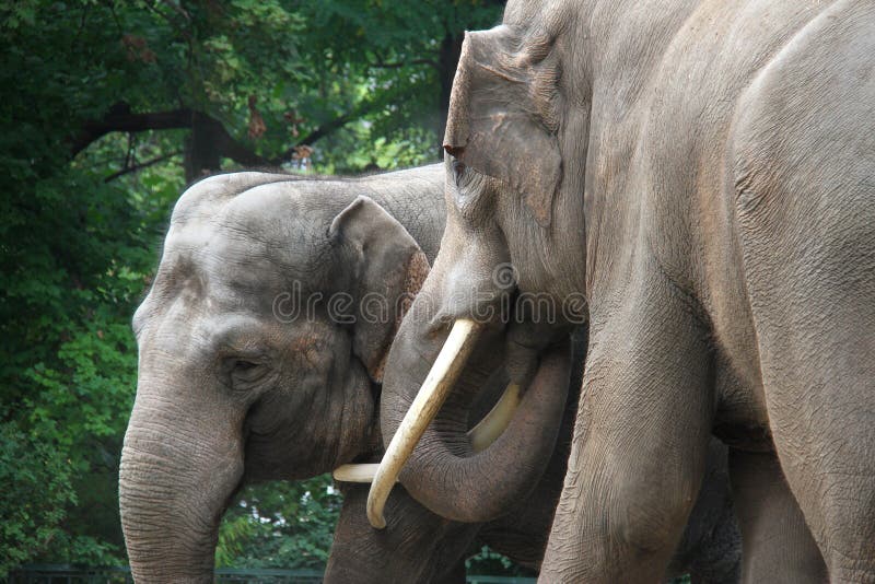 Two elephants hugging stock photo. Image of close, skin - 45831980