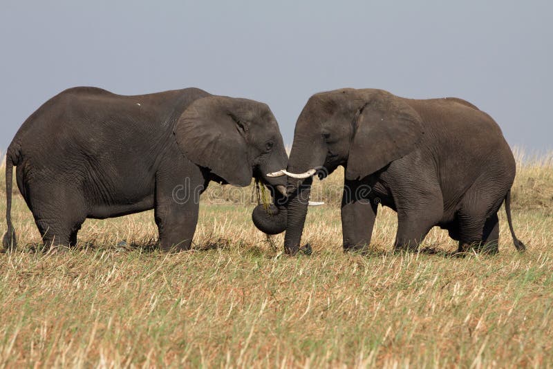 Two elephants male stock image. Image of ears, dangerous - 20809093